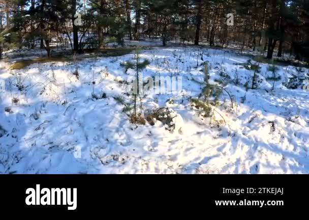 young pines in the snow. winter forest. very small firs. conifers in winter. Among the pine ...