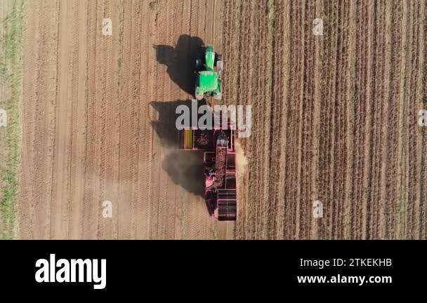 aerial footage farm equipment harvesting sugar beets. red combine ...