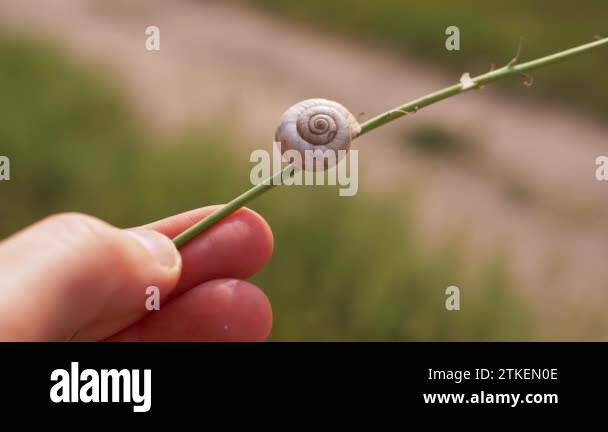 Thin shell structure Stock Videos & Footage - HD and 4K Video Clips - Alamy