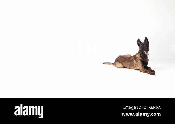 Smart, purebred Shepherd dog training, following command on floor over ...