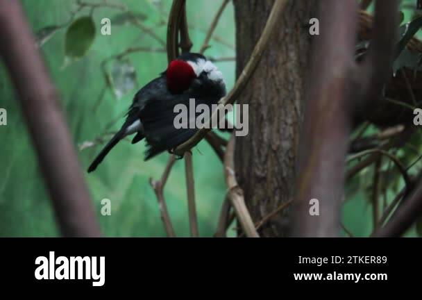 Ruby palm Stock Videos & Footage - HD and 4K Video Clips - Alamy