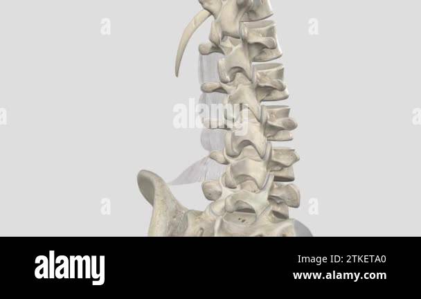 The intertransverse ligaments are weak, sheet-like ligaments ...