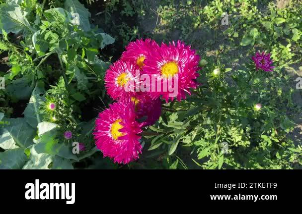 Flower rich plants Stock Videos & Footage - HD and 4K Video Clips - Alamy