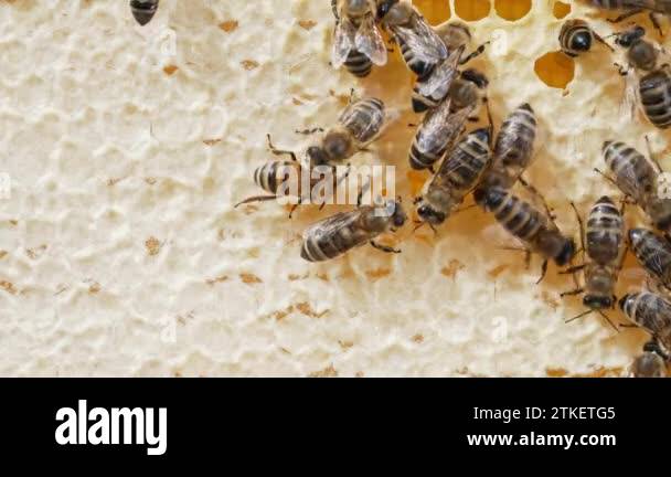 Bees family working on honeycomb in apiary. Life of Carniolan honey bee ...