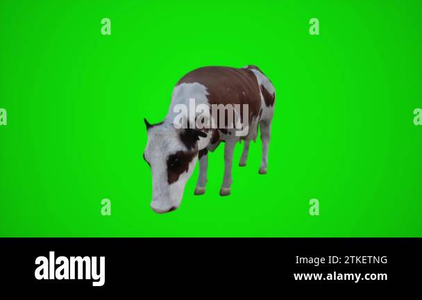 3D animation of a white brown cow in the village from the angle of ...