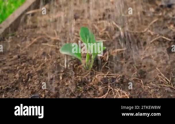Seedlings of white cabbage in the garden are abundantly watered with ...