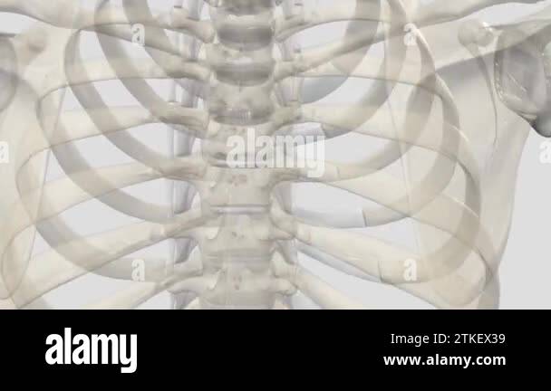 A joint capsule, also knows as an articular capsule, is a fluid-filled ...