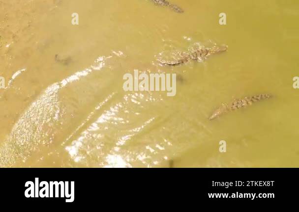 Top view of Crocodiles in the lake. Alligators in the Sri Lanka ...