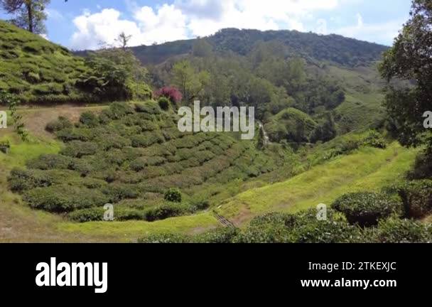 Cameron Highlands of Malaysia is home to countless acres of sprawling ...