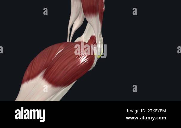 The popliteus muscle plays an important role in the gait cycle by ...