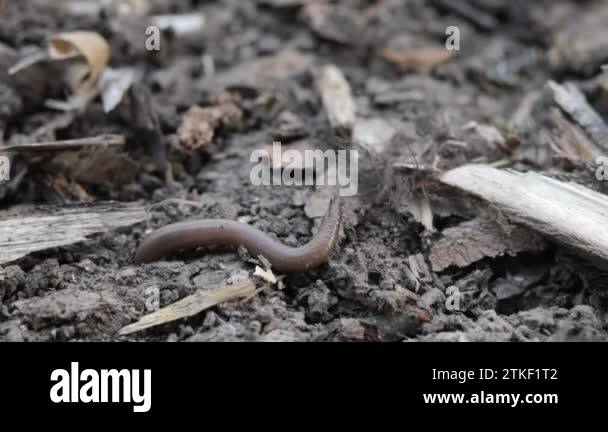 One large earthworm on freshly dug soil. Insects close-up. Terrestrial ...