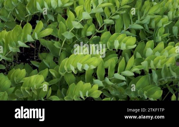The green leaves of angular Solomon's seal (Polygonatum odoratum) plant ...