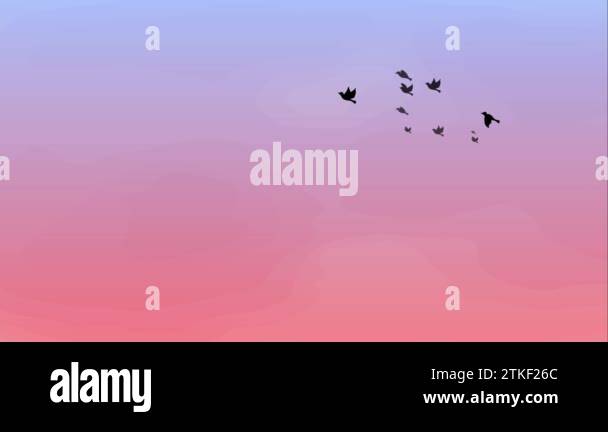 Pink flock wallpaper Stock Videos & Footage - HD and 4K Video Clips - Alamy