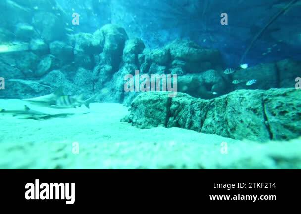 Lobster pool Stock Videos & Footage - HD and 4K Video Clips - Alamy