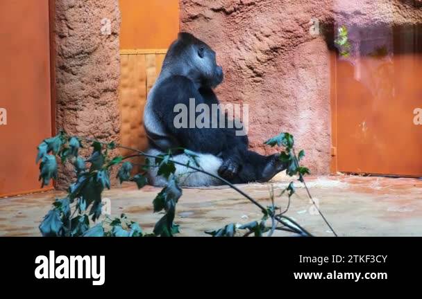 Zoo glass Stock Videos & Footage - HD and 4K Video Clips - Alamy