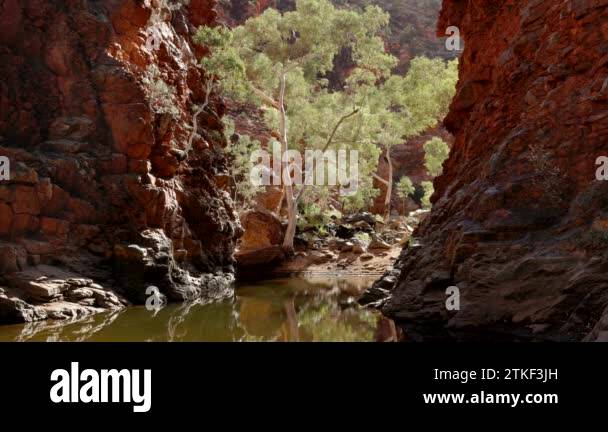 Ghost gum tree outback Stock Videos & Footage - HD and 4K Video Clips ...