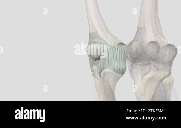 The articular capsule of the knee joint surrounds the knee and consists ...