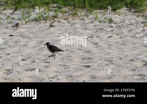 Sandpiper snipe sandpipers male female bird birds eating disgusting ...