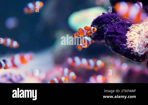 Pair of swimming clownfish in the anemone, colorful healthy coral reef ...