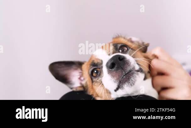 Scratch behind ear funny cute Stock Videos & Footage - HD and 4K Video ...