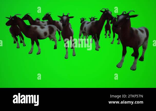 3D animation of a herd of white brown goats in the low angle mountain ...