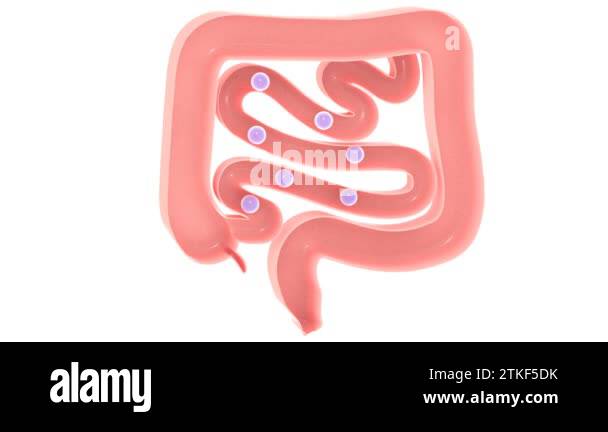 3d large intestine front Stock Videos & Footage - HD and 4K Video Clips ...