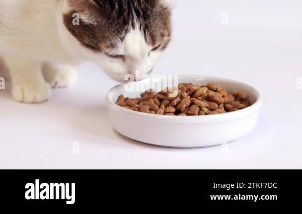 Cats dry food fish Stock Videos & Footage - HD and 4K Video Clips - Alamy
