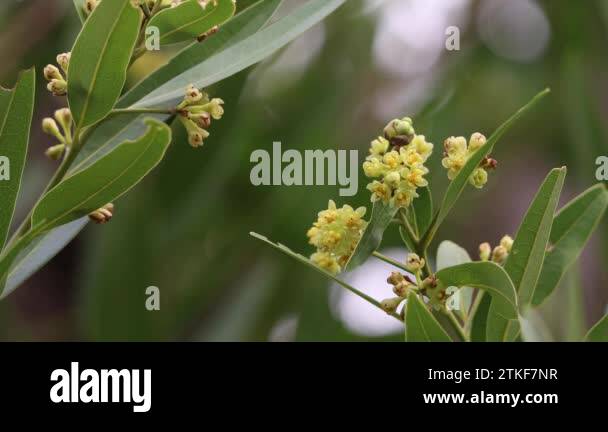 California laurel Stock Videos & Footage - HD and 4K Video Clips - Alamy