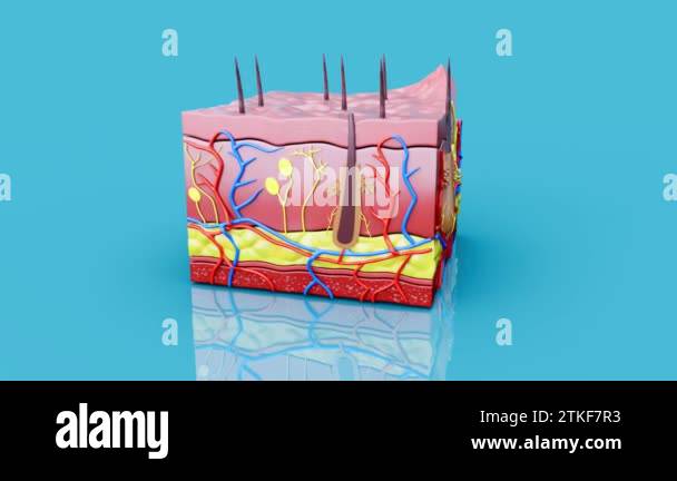 Skin illustration anatomy Stock Videos & Footage - HD and 4K Video ...