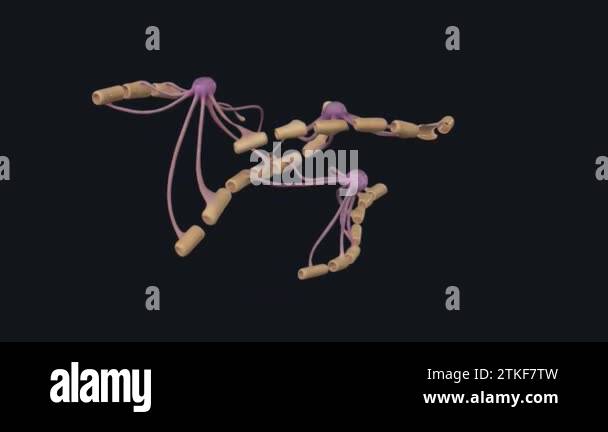 Myelination is the production of the myelin membrane that wraps axons ...
