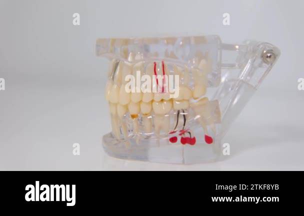 Mock-up Jaws on white background reflection teeth skeleton plastic ...