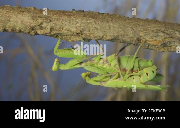 Couple of praying mantis mating hanging under tree branch. The mating ... Couple of praying mantis mating hanging under tree branch. The mating ...
