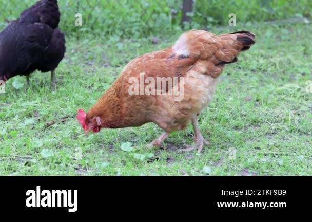 Red hens in the yard are looking for food. Agricultural industry ...