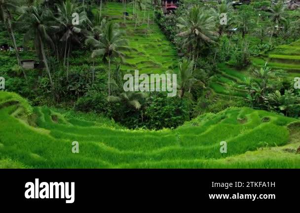 Green fields Tegallalang rice terraces on hill slope. Vivid emerald ...