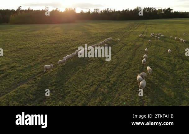 Flock of sheep running on a green field. Wooly sheep and lambs on summer sunset evening. Wool ...