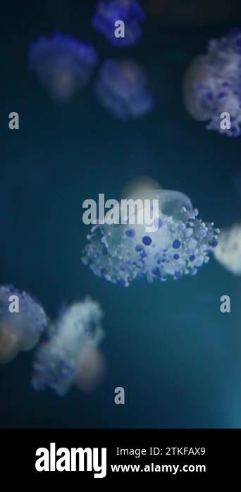 beautiful colourful jellyfish medusa swim underwater in ocean or zoo ...