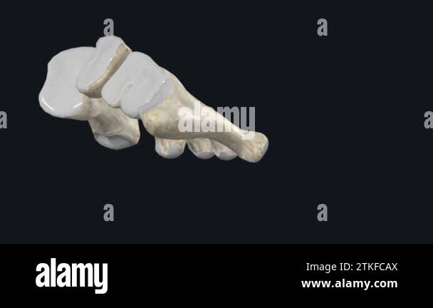 metacarpal, any of several tubular bones between the wrist (carpal ...