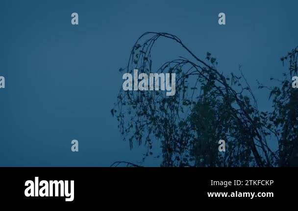 Drooping branches Stock Videos & Footage - HD and 4K Video Clips - Alamy