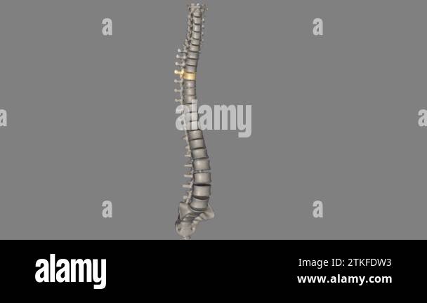 Thoracic Vertebral, T4 Twelve vertebrae are located in the thoracic ...