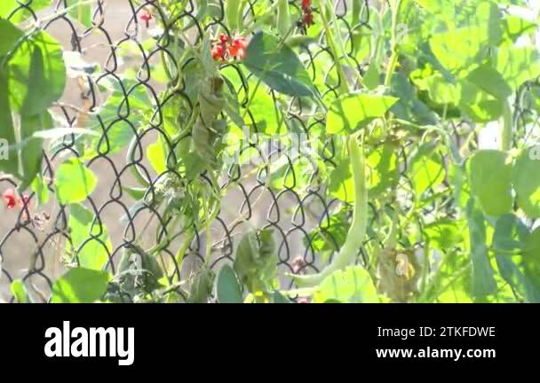modern production or cultivation of vegetable plants in vertical farm ...