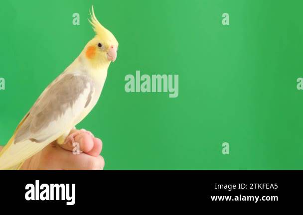 Pied parrot Stock Videos & Footage - HD and 4K Video Clips - Alamy