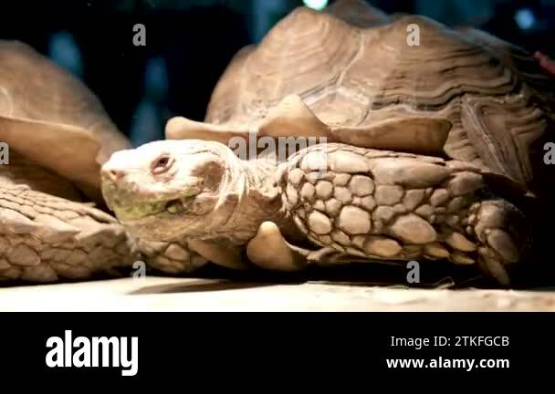 Mammals reptiles Stock Videos & Footage - HD and 4K Video Clips - Alamy