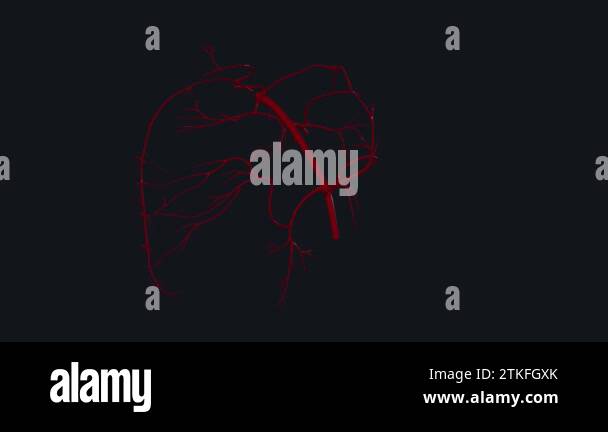 Muscles of pectoral region Stock Videos & Footage - HD and 4K Video ...