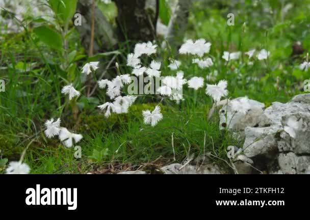 National flower of croatia Stock Videos & Footage - HD and 4K Video ...