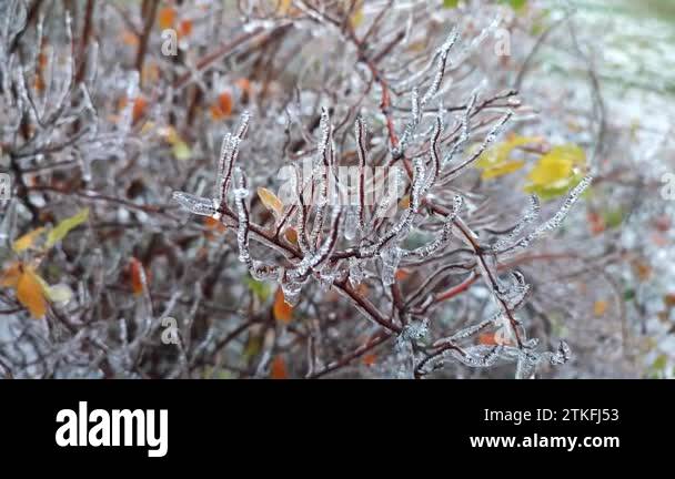 Branches of bush covered with ice after rain in frost in winter close-up. Frozen plants. After ...