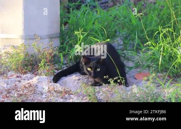 Black and puma cougar cat lurking in grass busheson Isla Holbox island ...