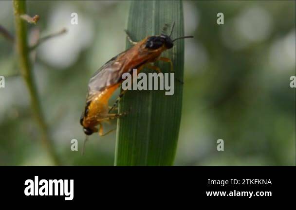 Insecto en la naturaleza Stock Videos & Footage - HD and 4K Video Clips ...