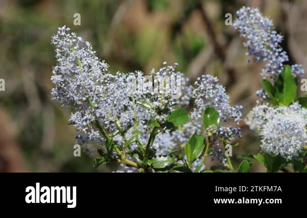 Blue flowering axillary polydeterminate dichasiate thyrse ...