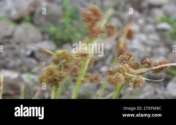 Red nutsedge Stock Videos & Footage - HD and 4K Video Clips - Alamy