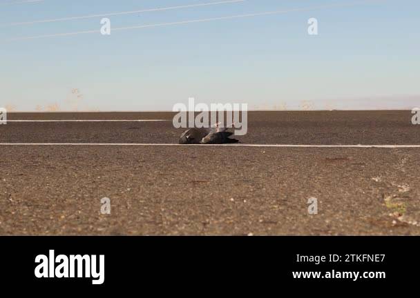 Dead pigeon on the highway. bird was hit by a car. Carcass of animal ...
